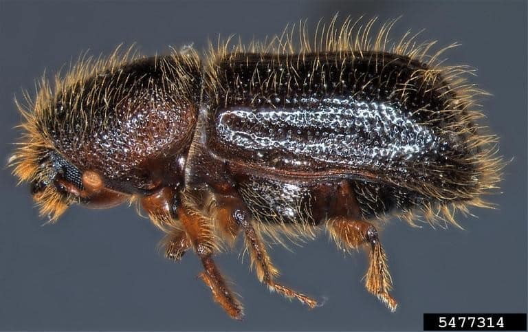 Beetles continue to cause forest health concerns | SteamboatToday.com